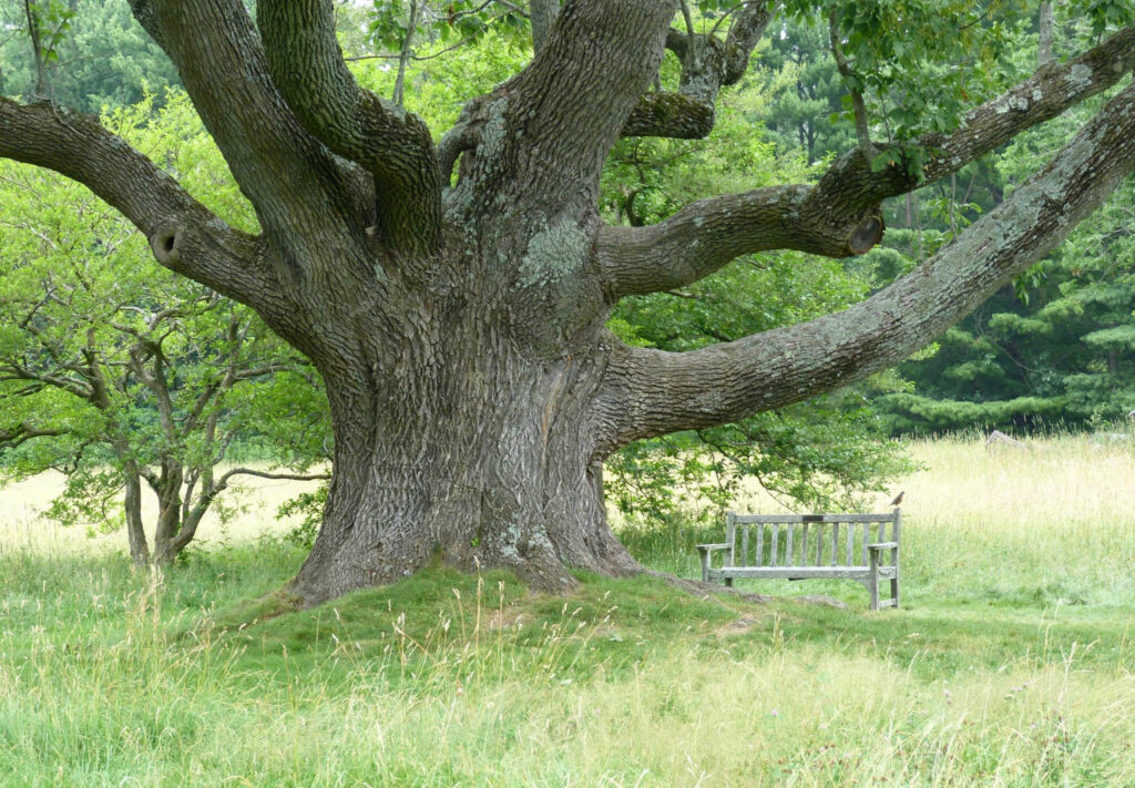 fraxinus-americana-white-ash-tree | Ash Tree Books