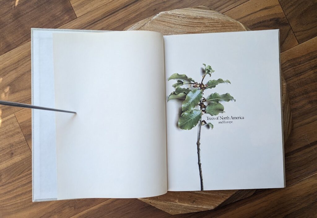 1978 Trees of North America and Europe by Roger Phillips – SOLD | Ash ...